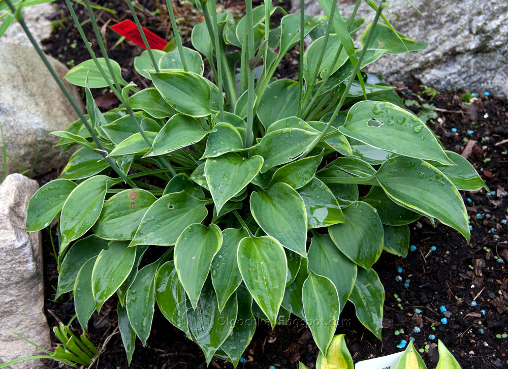 Olga's Hosta: Abby