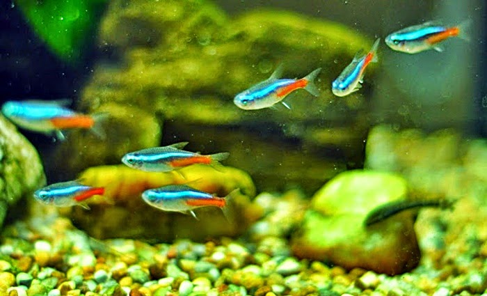 Budidaya Ikan Neon Tetra ~ Agro Budidaya