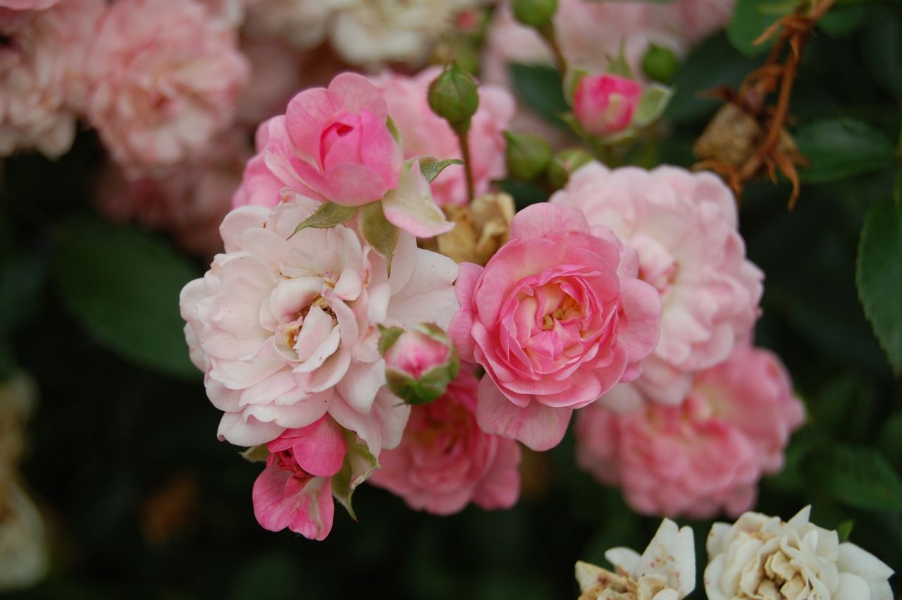 Jeannie's Fairy Rose Louisiana Garden: Fairy Rose