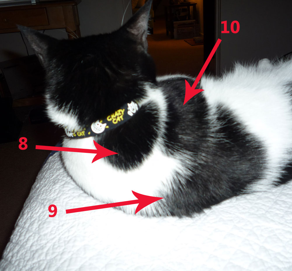 Your Daily Cute: Two Cats Tuesday: How Many Spots Does Moo Have?