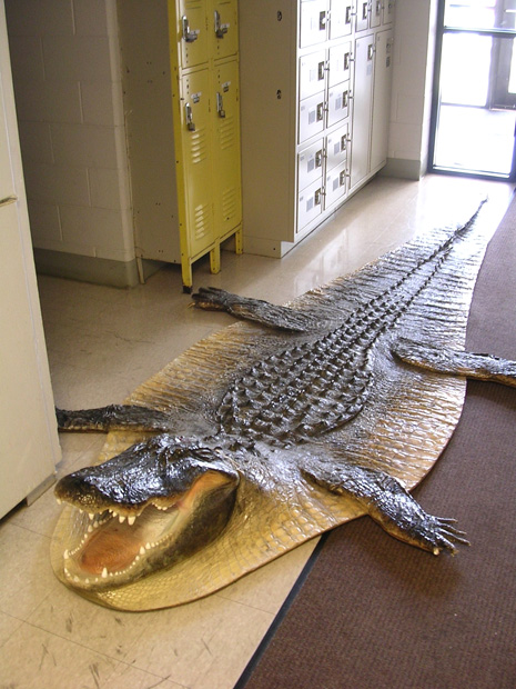 life in the dog house: Gator Antics