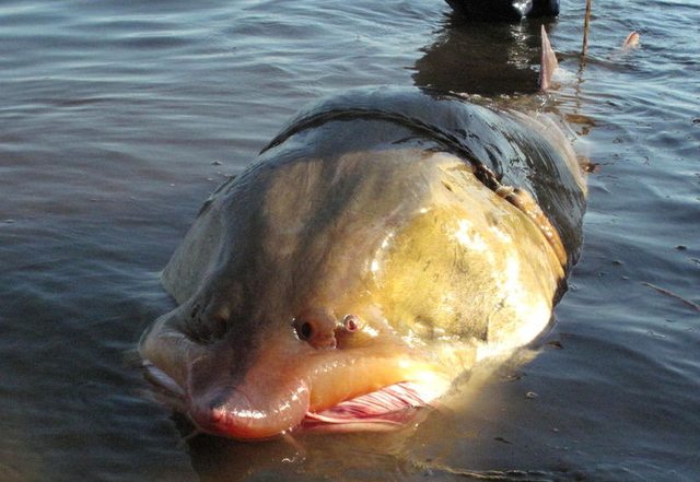 Big Fishes of the World: STURGEON KALUGA (Huso dauricus)