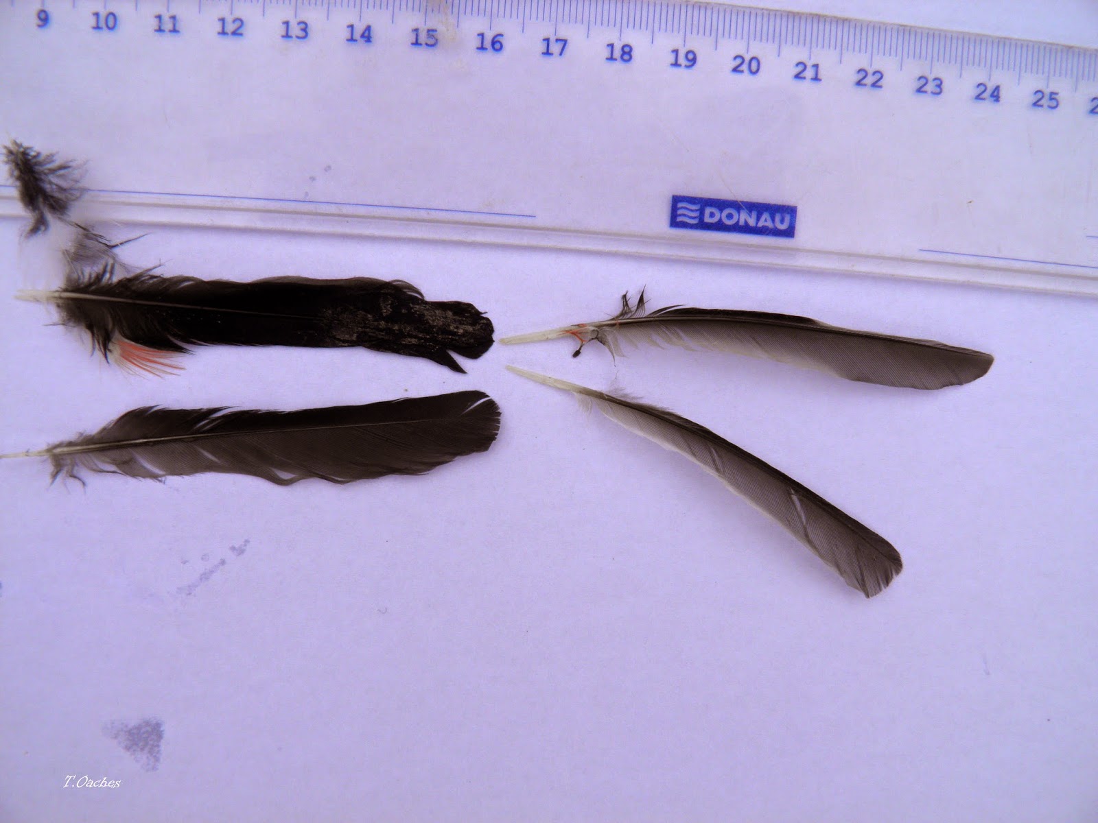 PASARI DIN ROMANIA: ULIU PORUMBAR (ULIUL GAINILOR), Accipiter gentilis