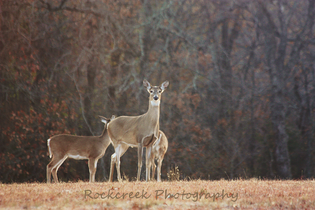 Sheila's This N That: The Beautiful and Graceful White Tailed Deer