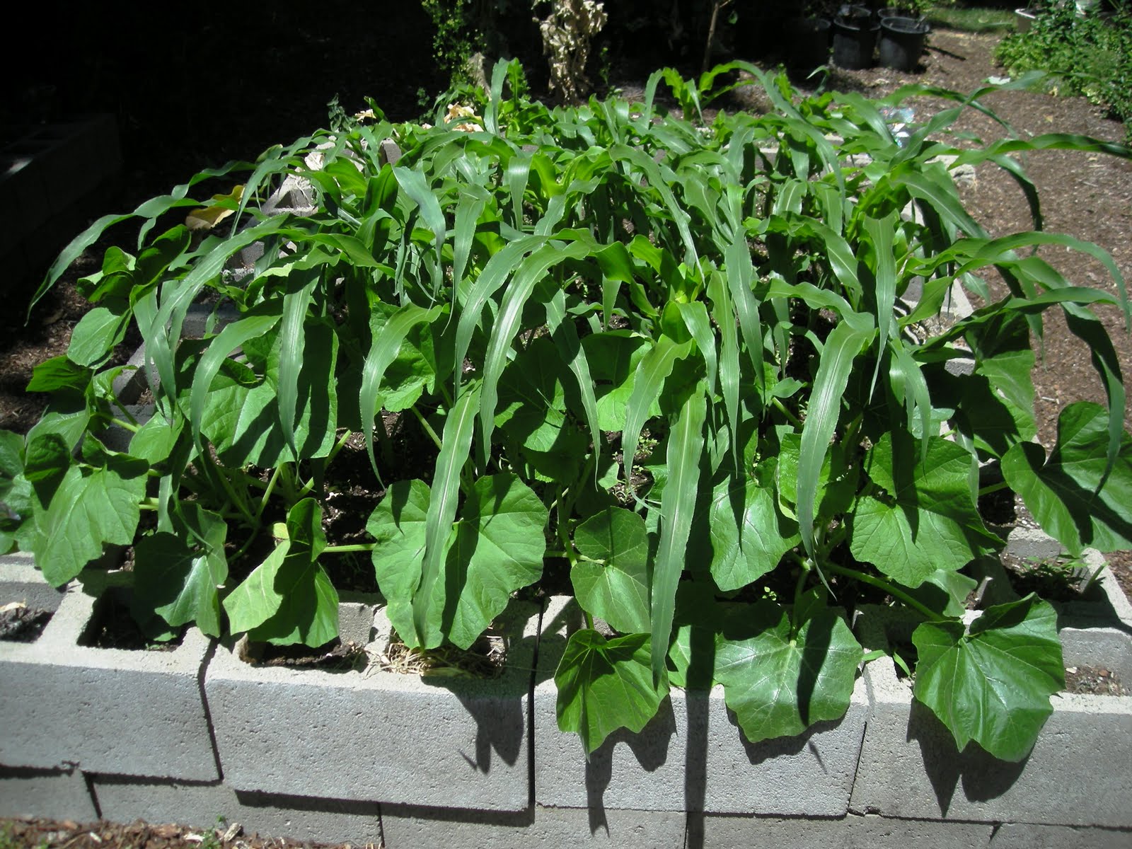 Laure's Gardens: Corn Lodging in the Home Garden