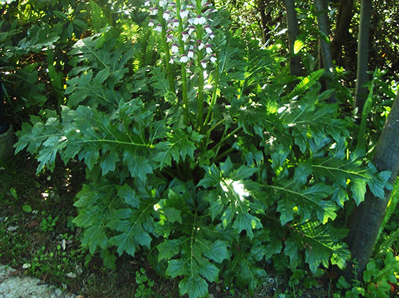 EL ACANTO (Acanthus mollis)
