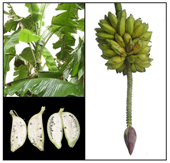 i am pinoy: What is Butoan Banana (Saging na maraming buto)