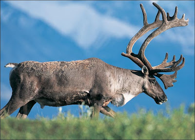 Caribou Animals Facts & Photographs | The Wildlife