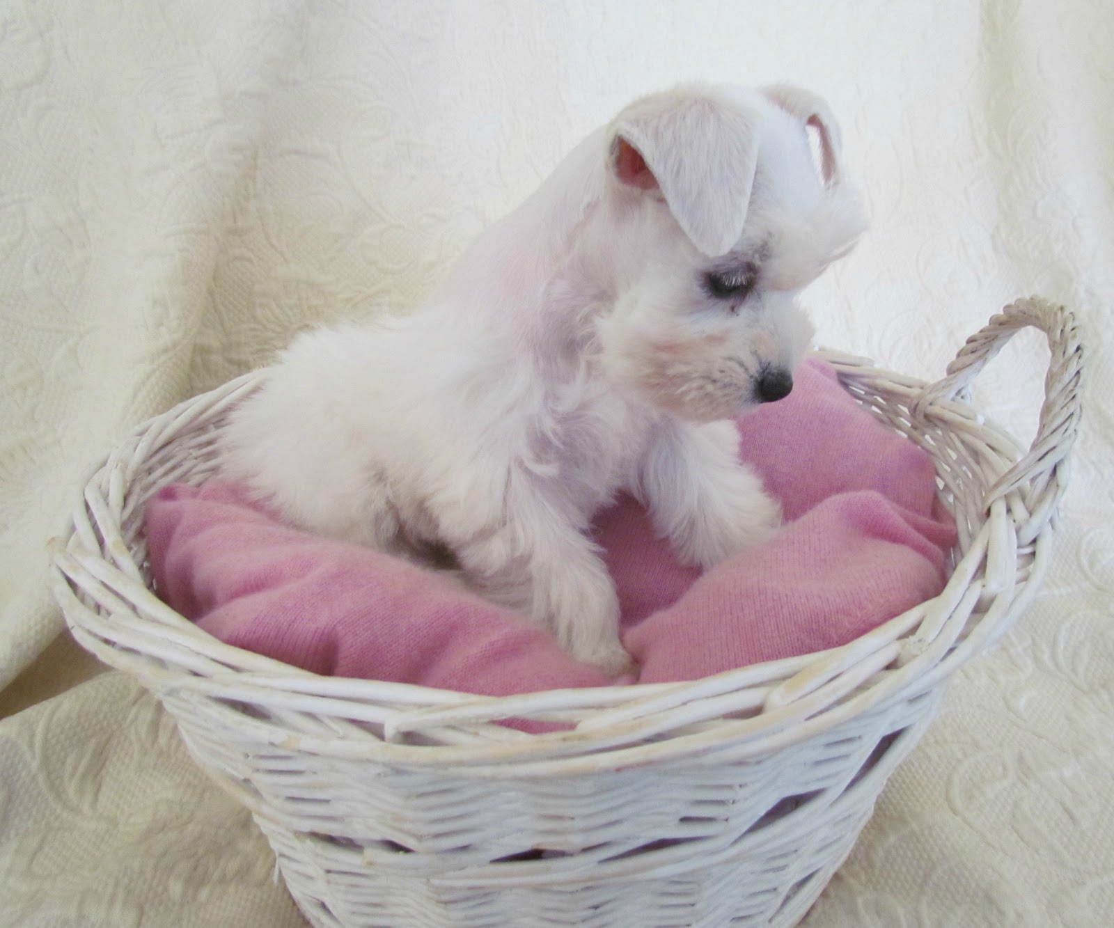Growing Puppies - Virginia Schnoodle Breeder --Hypoallergenic Dogs ...