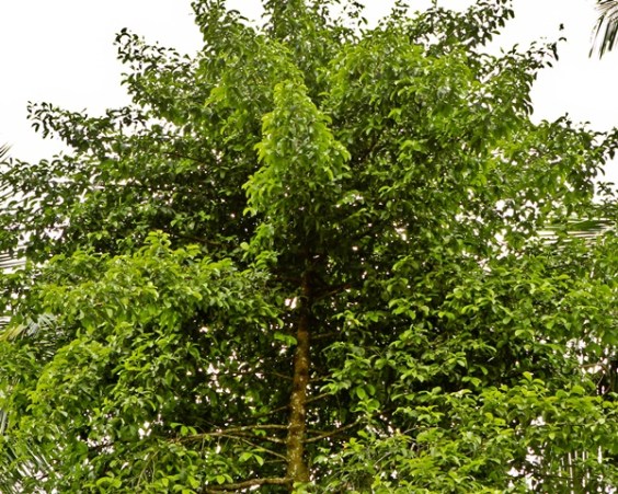 Batwan/Batuan” Fruit That Everybody Should Know