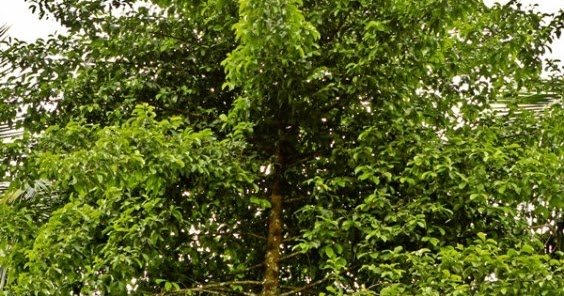 Batwan/Batuan” Fruit That Everybody Should Know