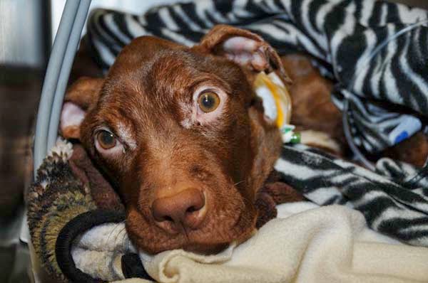 LA ASOMBROSA TRANSFORMACIÓN DE ESTE PERRO RAQUÍTICO Y MORIBUNDO | Mis ...