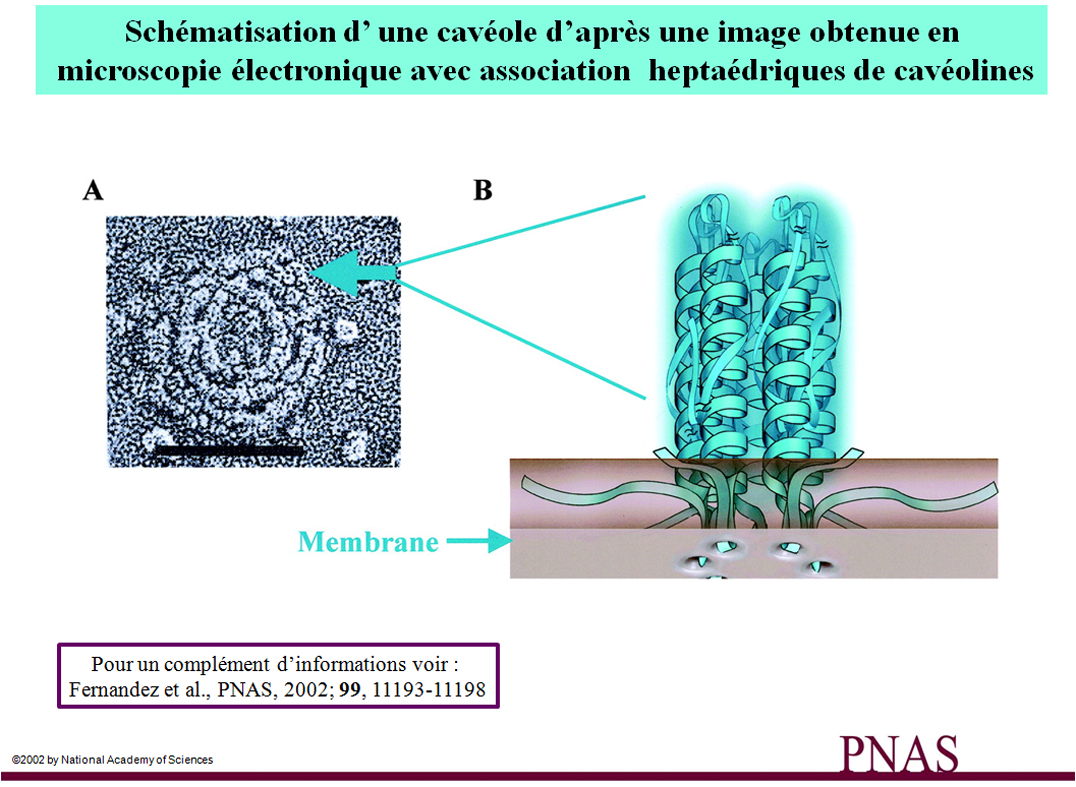 Actualités Scientifiques - Médicales: Rôle nouveau pour l'effet du ...