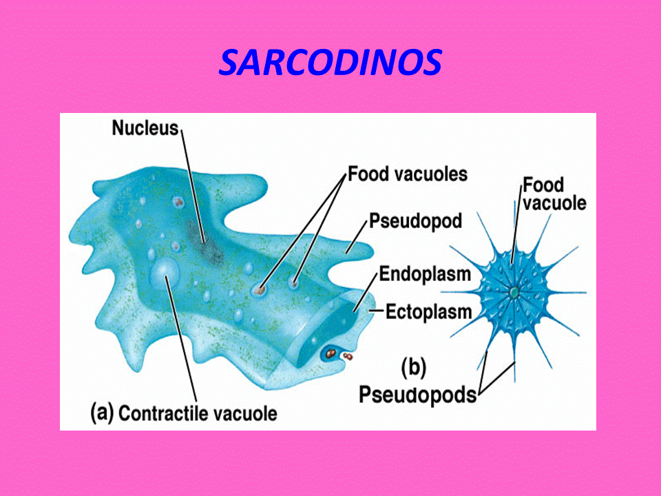 L122: PROTOZOOLOGIA GENERAL