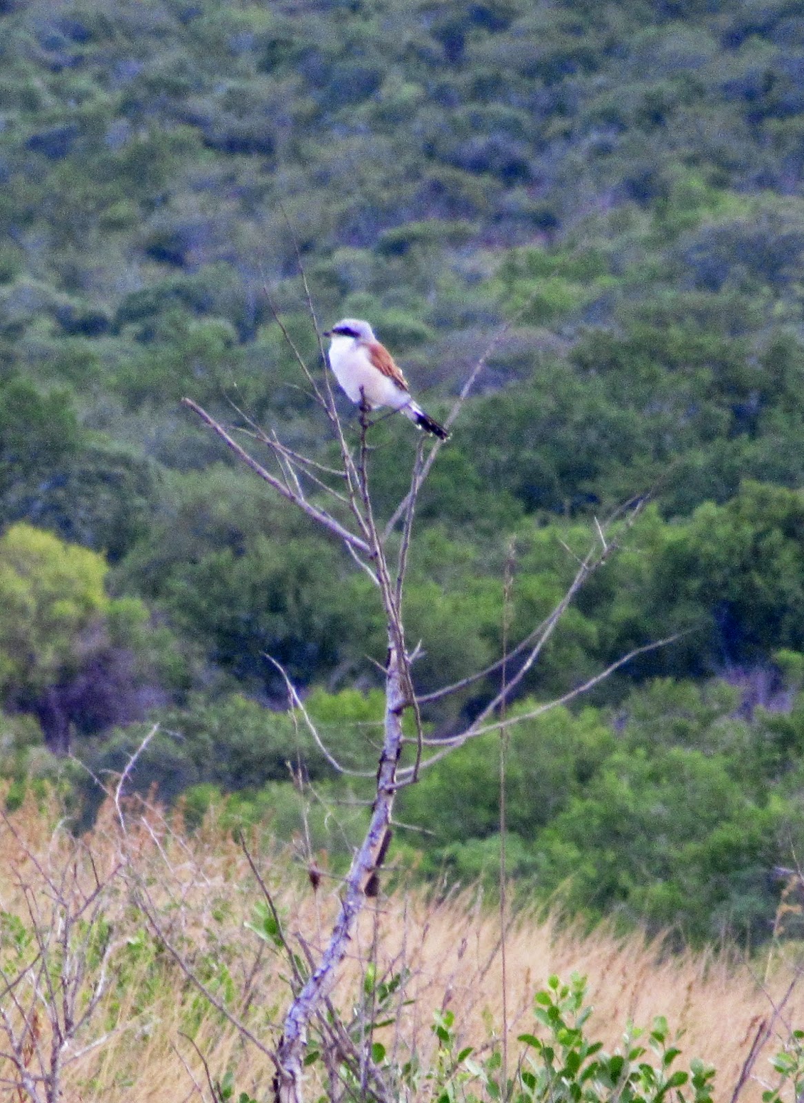 The Great Wildebeest Migration: The Birds of KZN