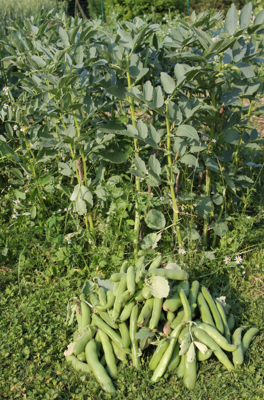 un Jardin-Potager en Hesbaye: Fèves des marais