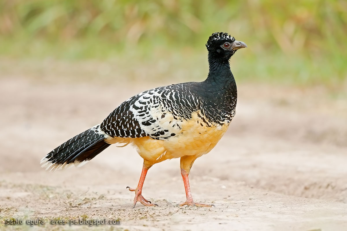 mis fotos de aves: Crax fasciolata Muitú Bare-faced Curassow