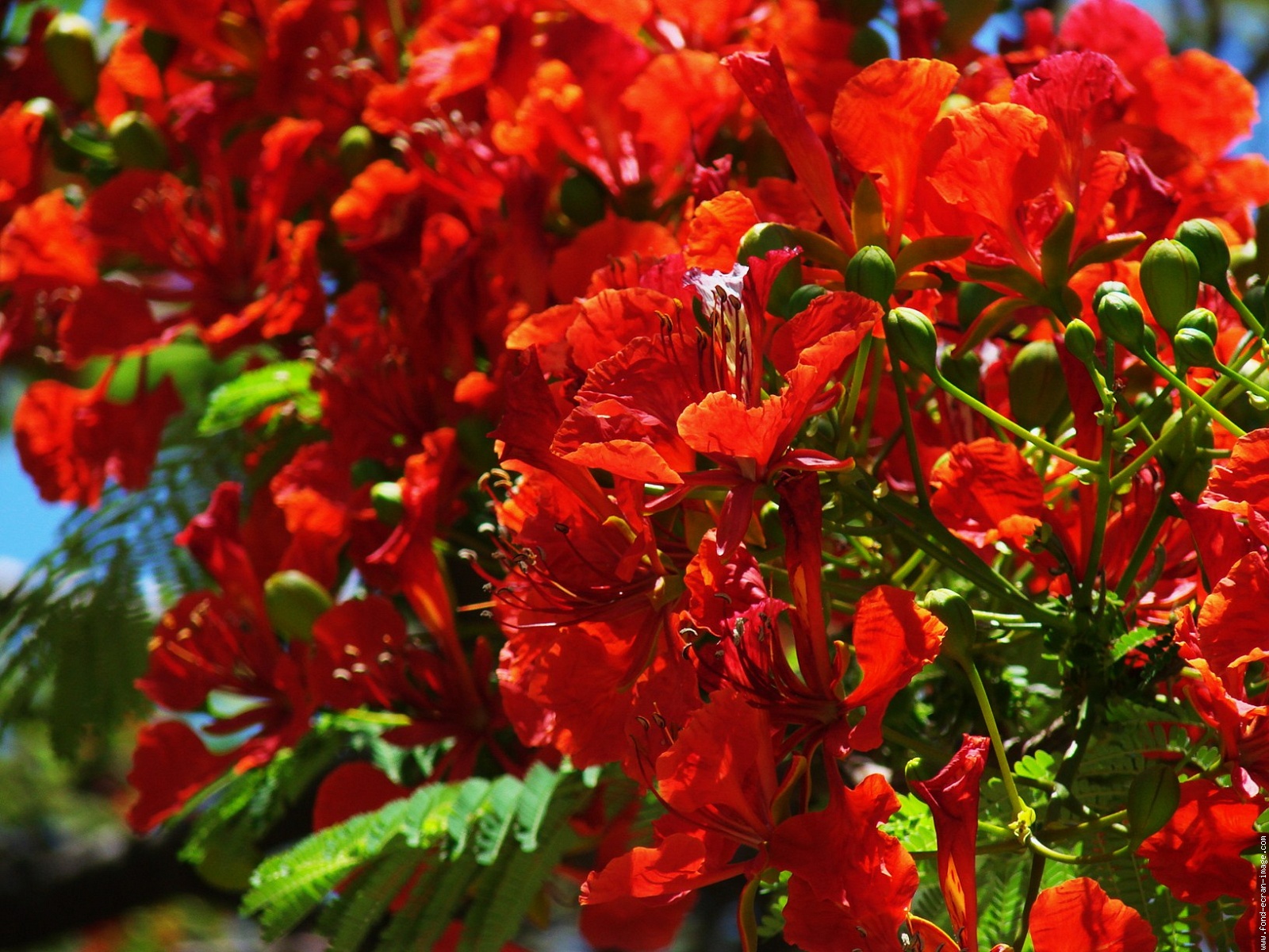 eInquisidor: El Flamboyant o árbol flama.