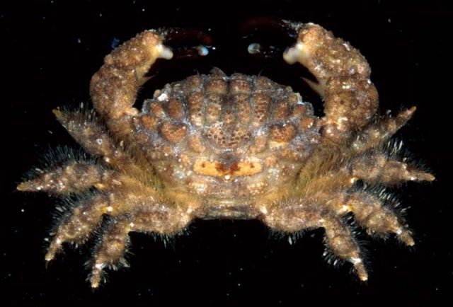 Fantastic Sea: Jenis Jenis Kepiting yang Ada Didasar Laut Maupun Ditepi ...