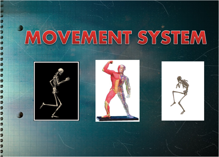 movement system.pdf / sistem gerak.pdf | Kreatifa Media