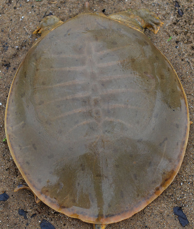 Red and the Peanut: A Midland Smooth Softshell Turtle (Apalone mutica ...