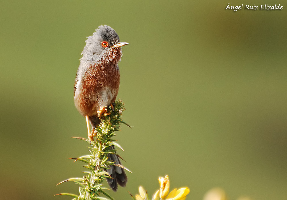 Aves de la Ría de Ajo: Curruca rabilarga en Liendo...