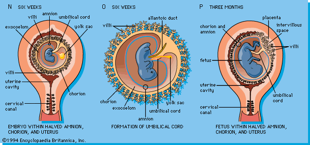 Development of Embryo in Uterus Diagrams free Download ~ Dentistry and ...