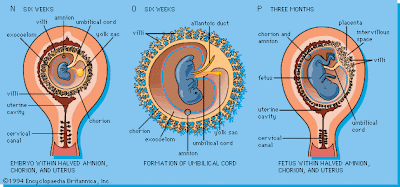 Development of Embryo in Uterus Diagrams free Download ~ Dentistry and ...