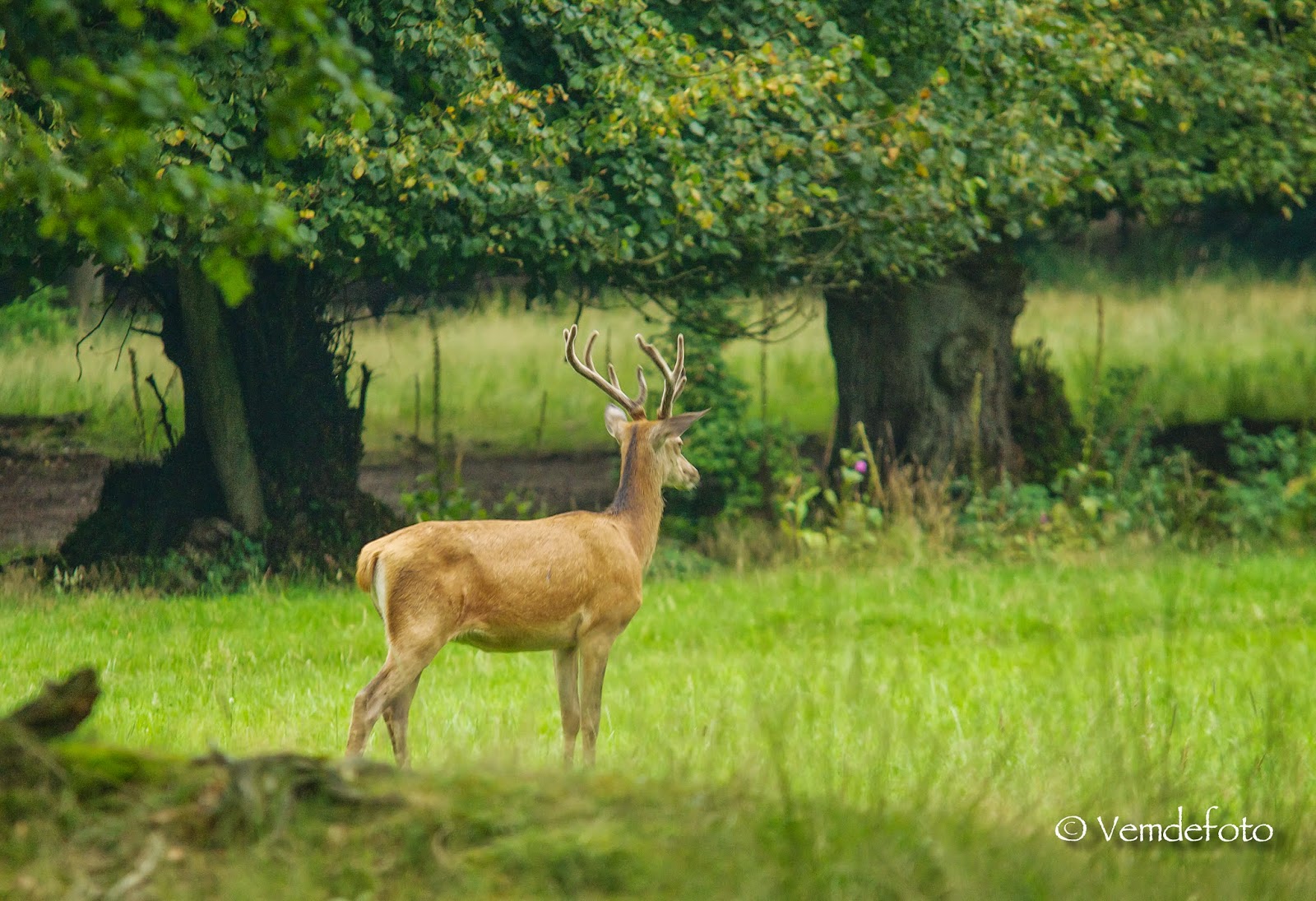 Vemde Foto's: Jonge dieren geboren op de Dellen ( Geldersch Landschap ...