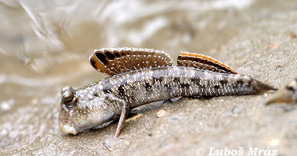 Nur Mallo Junior: IKAN GELODOK/TEMBAKUL/(Periothalamus sp.)