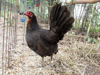 Granja R. Greer, Gallos Finos, Aves de exhibición y más: EL GALLO BROWN RED