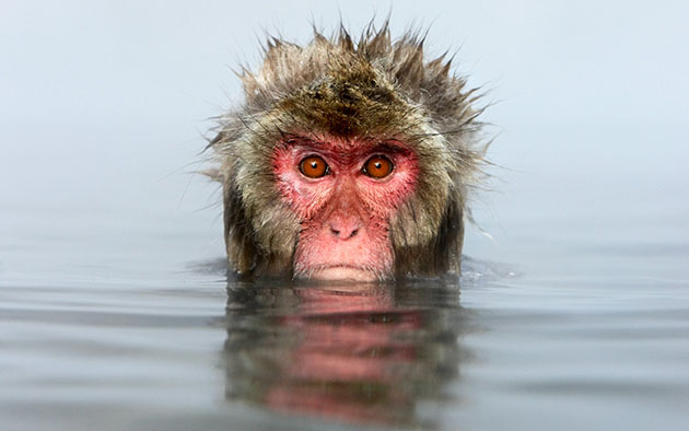 El macaco japonés, el eslabón perdido de la inteligencia humana