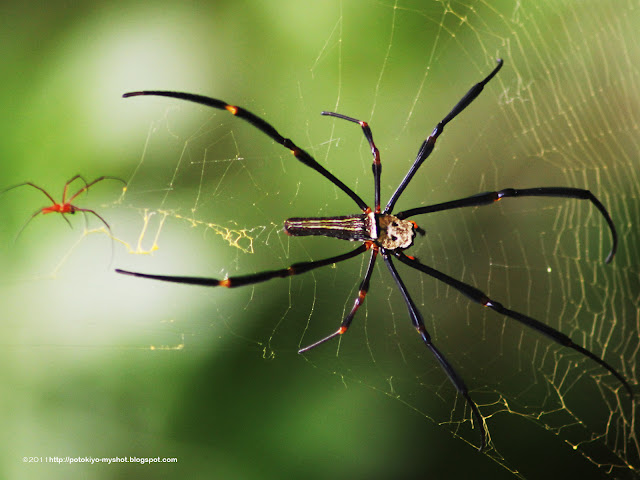 Genus Nephila - male. | Project Noah