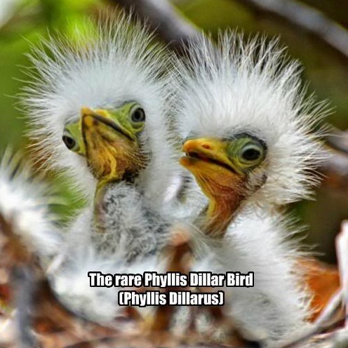 Funny Gag: Funny Bird Pictures With Captions