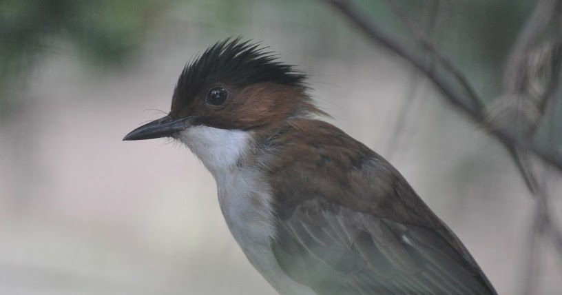 ZOOTOGRAFIANDO (6.100 ANIMALS): BULBUL CASTAÑO / CHESTNUT BULBUL ...