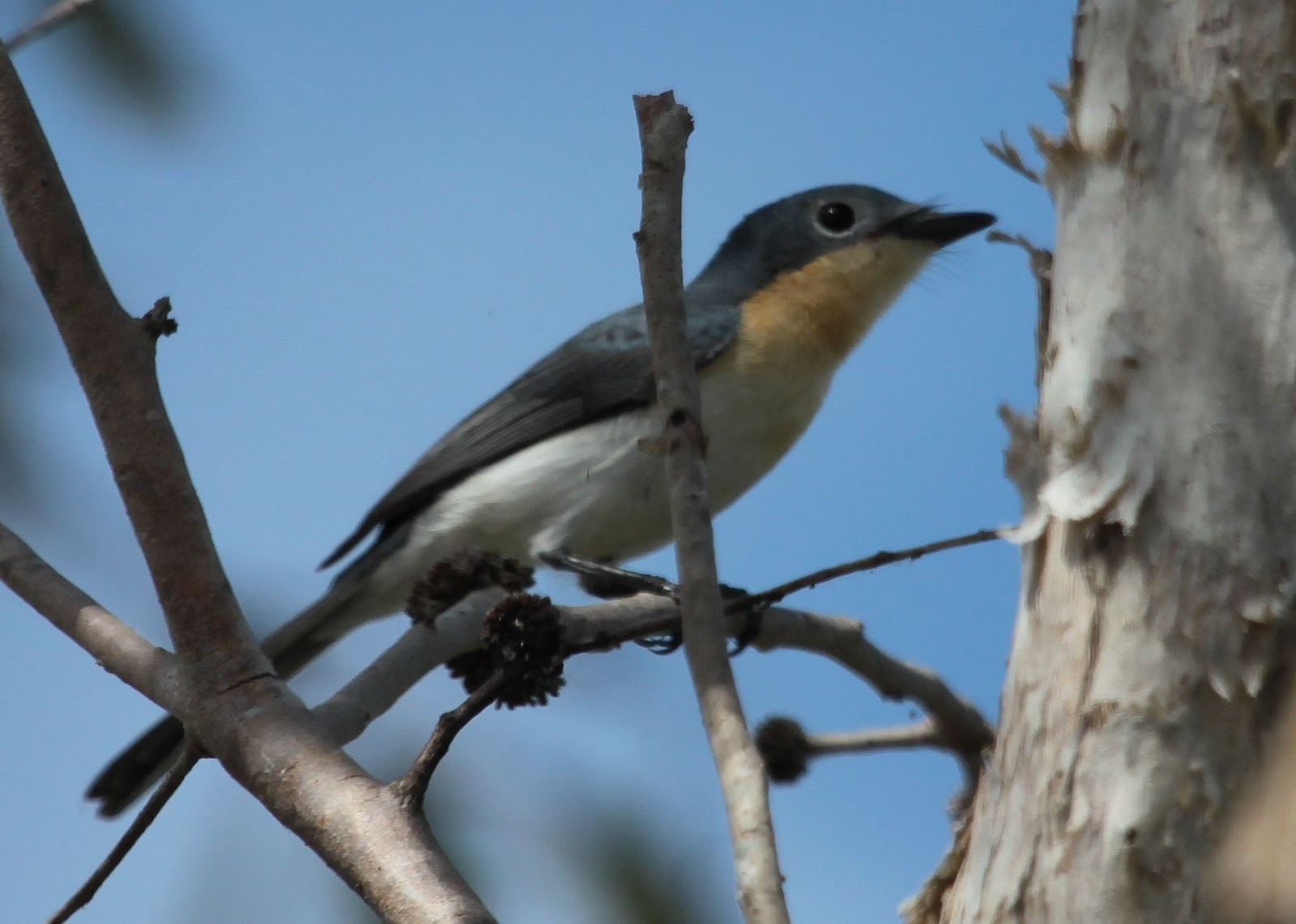 Richard Waring's Birds of Australia: Flycatchers from the Top End - photos