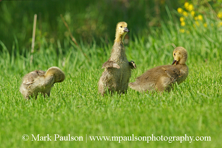 MAP Artistic Photography: 5/22/11 - 5/29/11