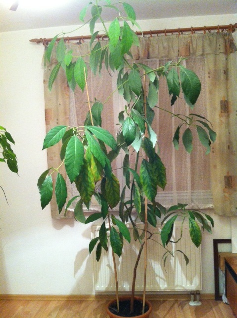 Zawód - ogrodnik: Czy można wyhodować awokado z pestki?