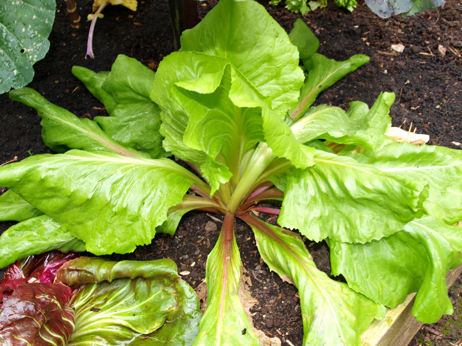 Mark's Veg Plot: Winter salads
