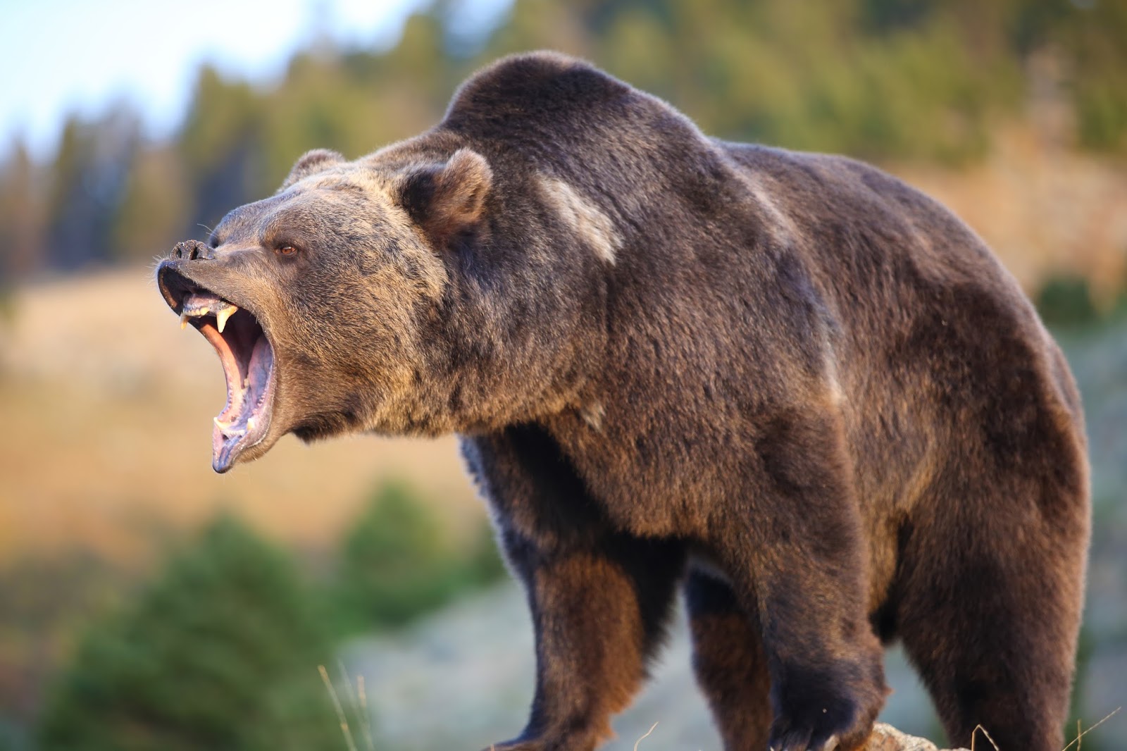 ARCHEA: URSAVUS: CANADA'S GREAT BEARS