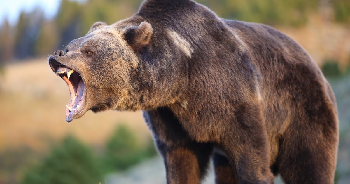 FOSSIL HUNTRESS: URSAVUS: CANADA'S GREAT BEARS