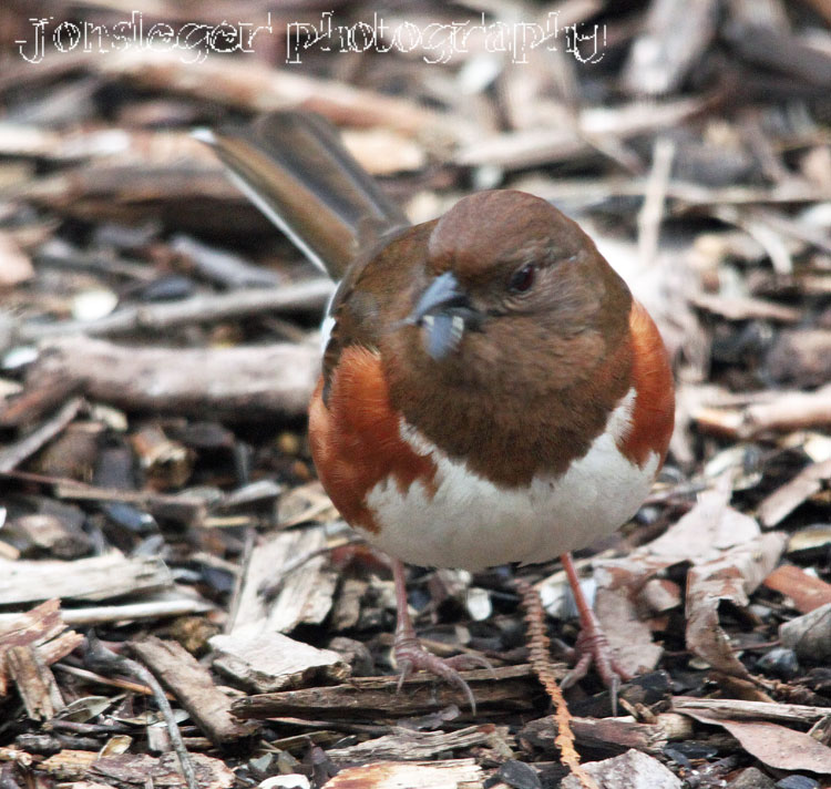Northern Illinois Birder: Eastern Towhee; Late April Migration to ...