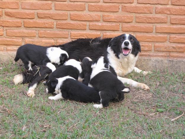 Diário de uma Border Collie: Cuidados durante a gestação