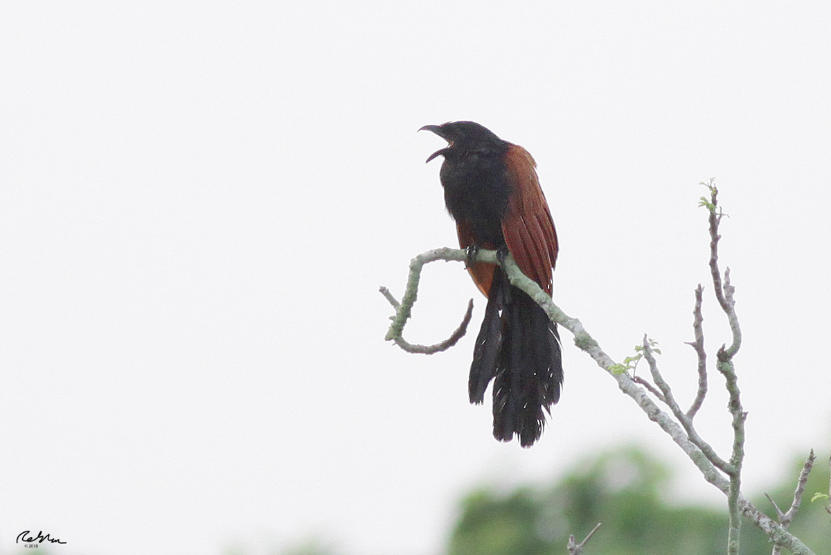 Birds and Nature Photography @ Raub: Raub Golf Course Birding - Revisited