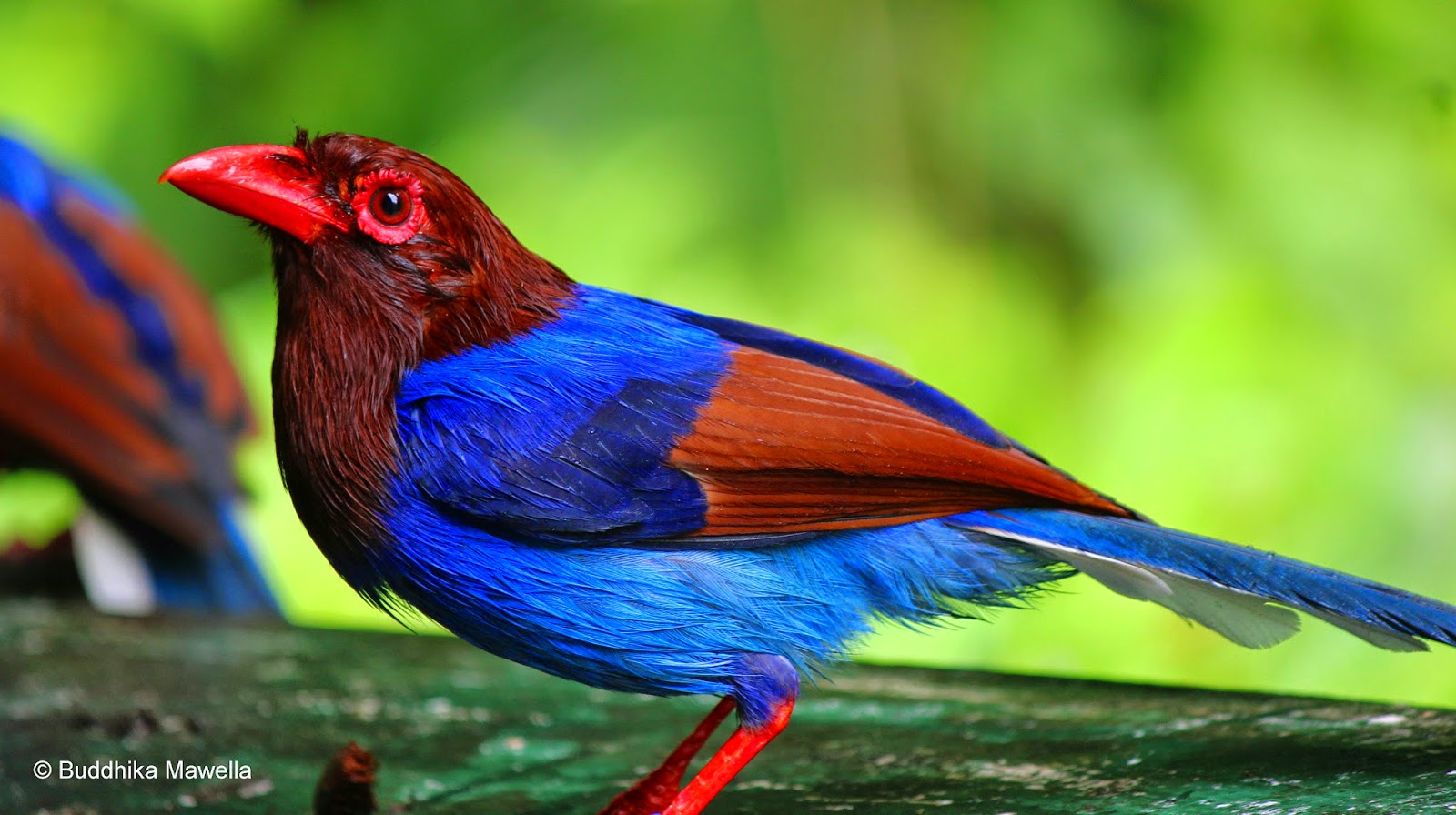 Lanka Nature Summary: Sri Lanka blue magpie (Urocissa ornata)