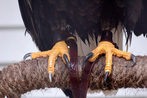 Prehistoric Beast of the Week: A New Look at Killer Claws