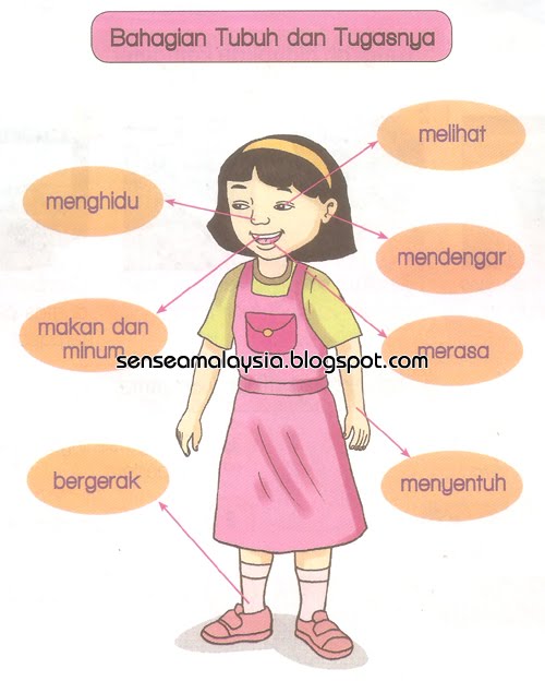 Dunia Sains KSSR Tahun 1: Anggota Badan