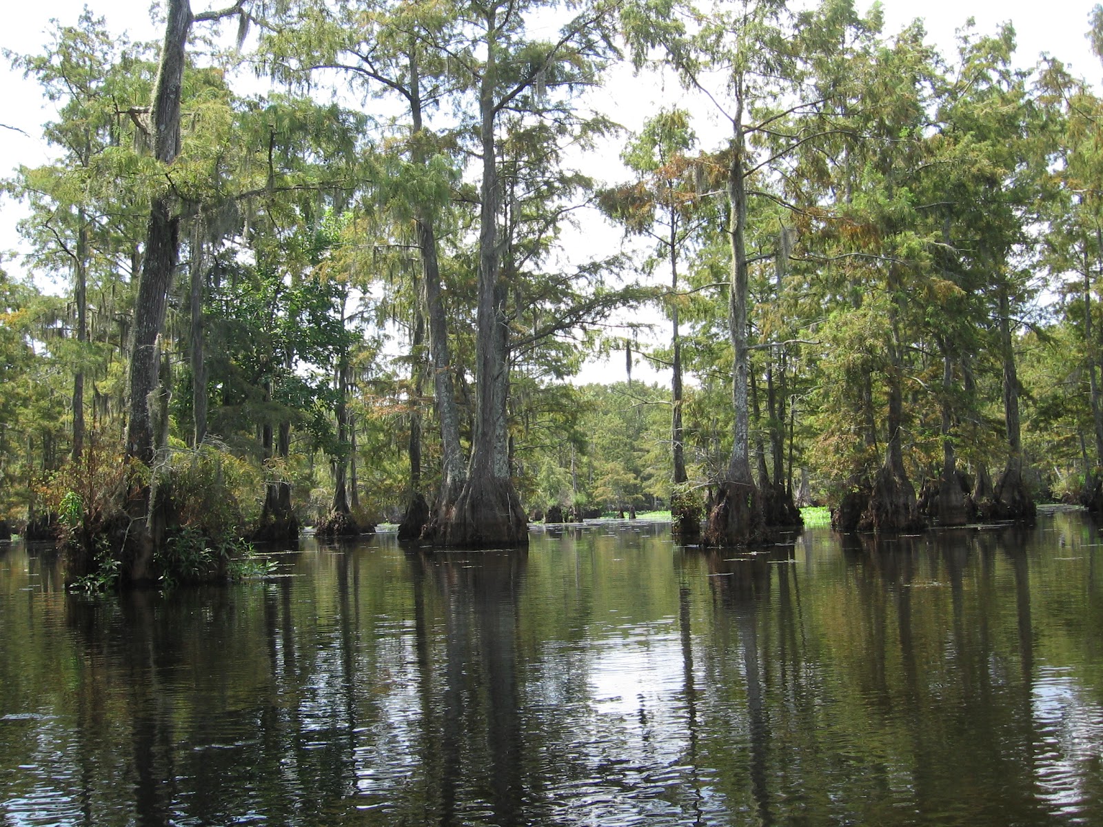 Through Sweetpea's Lens: Spring Bayou "Grand Lac" and Lake Chicot ...