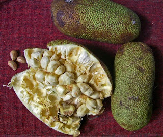 PERTANIAN LANJUTAN: TANAMAN CEMPEDAK