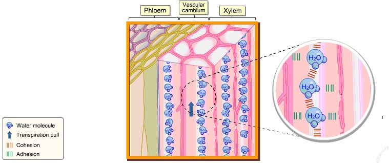 BIOLOGY FORM 6: Transport of Water: Mechanism